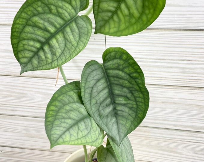 Scindapsus Lucens/anadendrum Affine/shingling Vine/pothos/philodendron ...