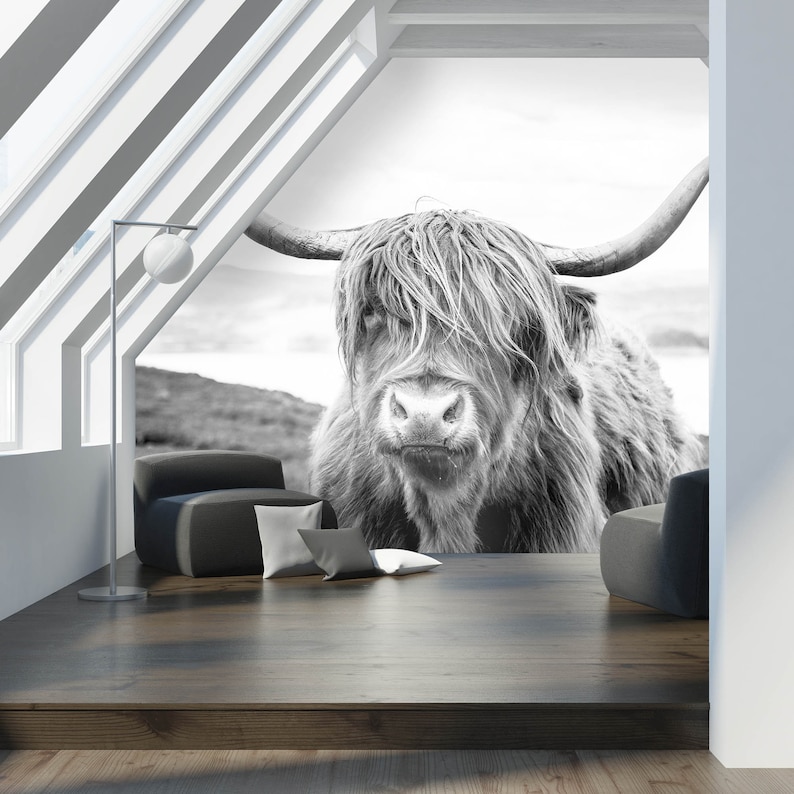 Highland Cow Wall Mural / Cattle / Scottish Countryside / Close-up ...