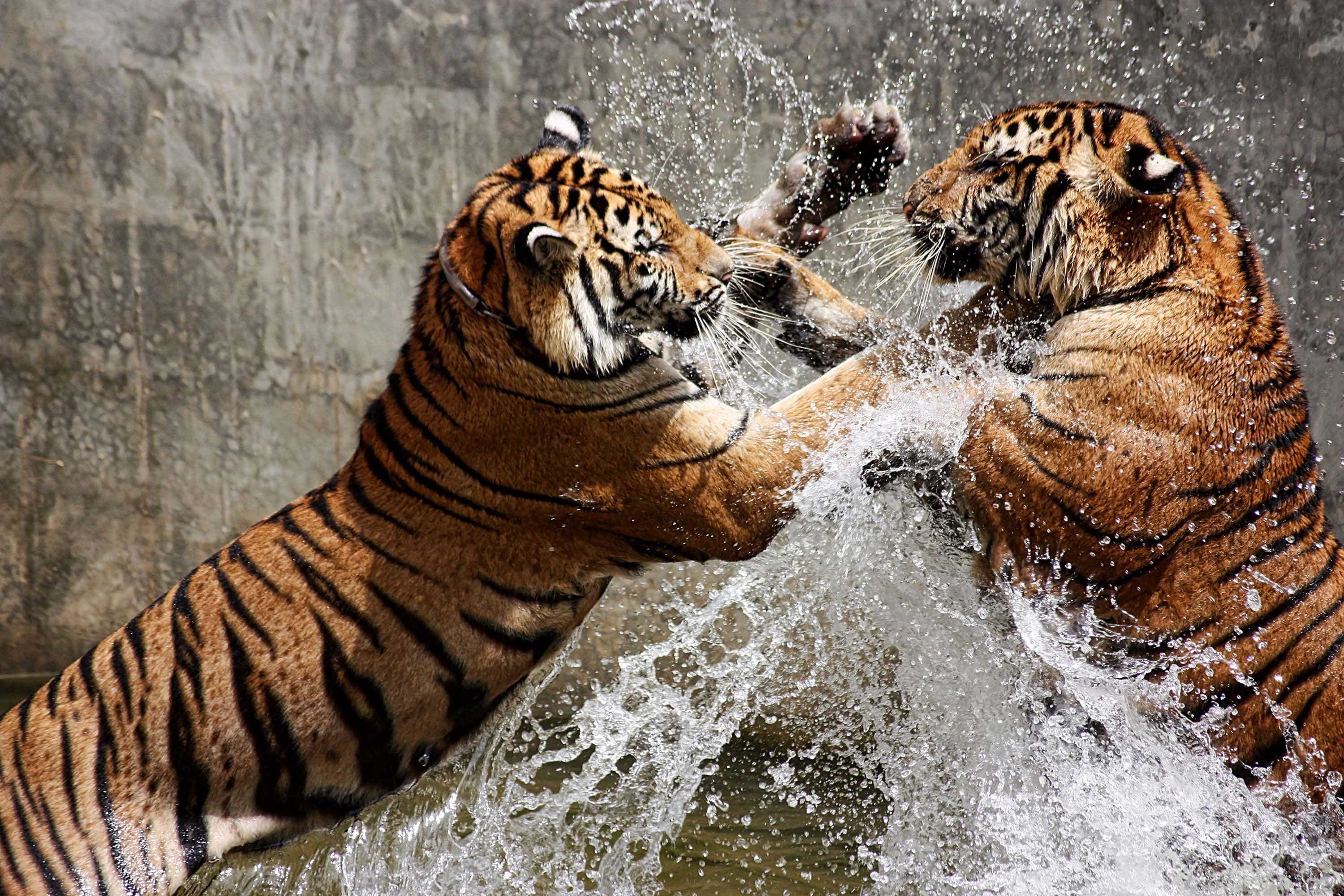 Fighting Tigers Wall Mural / Wildlife / Fierce Animals / Tiger ...