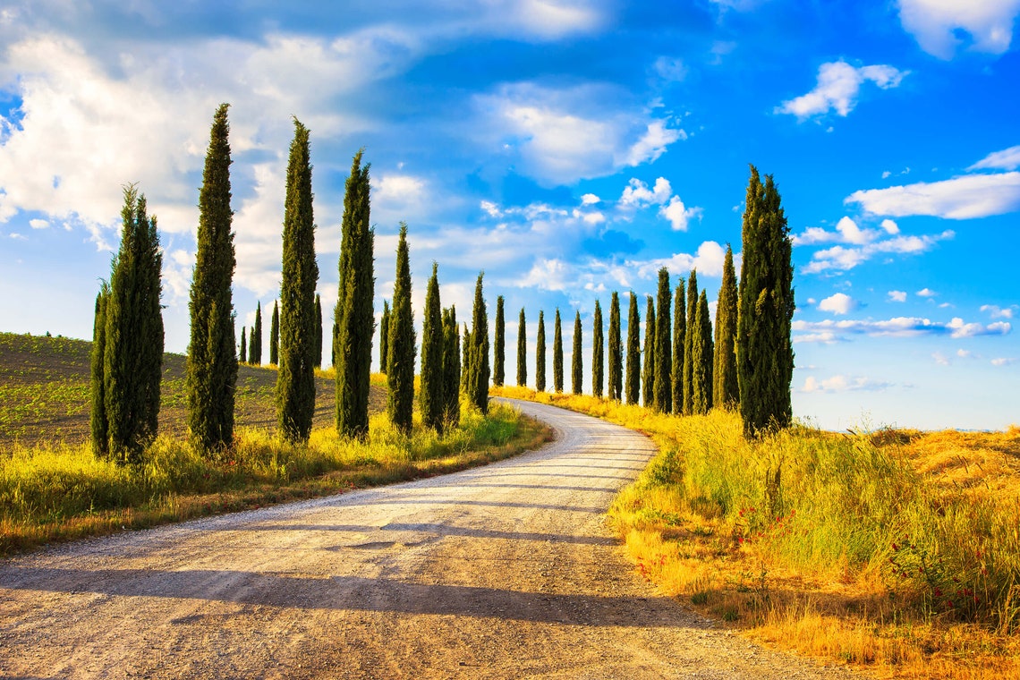 Tuscany Wall Mural / Cypress Trees / Italian Countryside / Italian ...