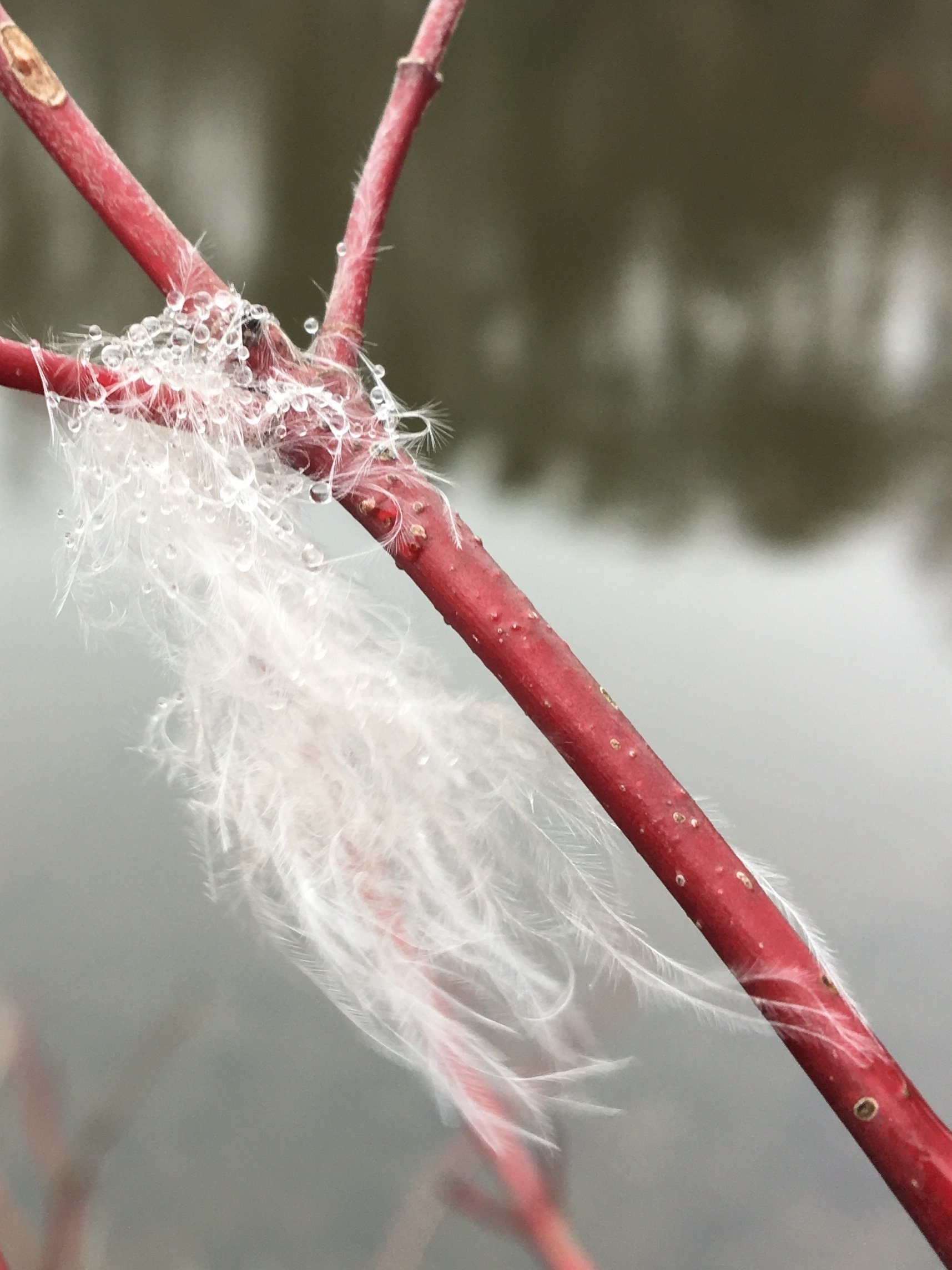 A Photo of a Downy Goose Feather in the Fall - Etsy
