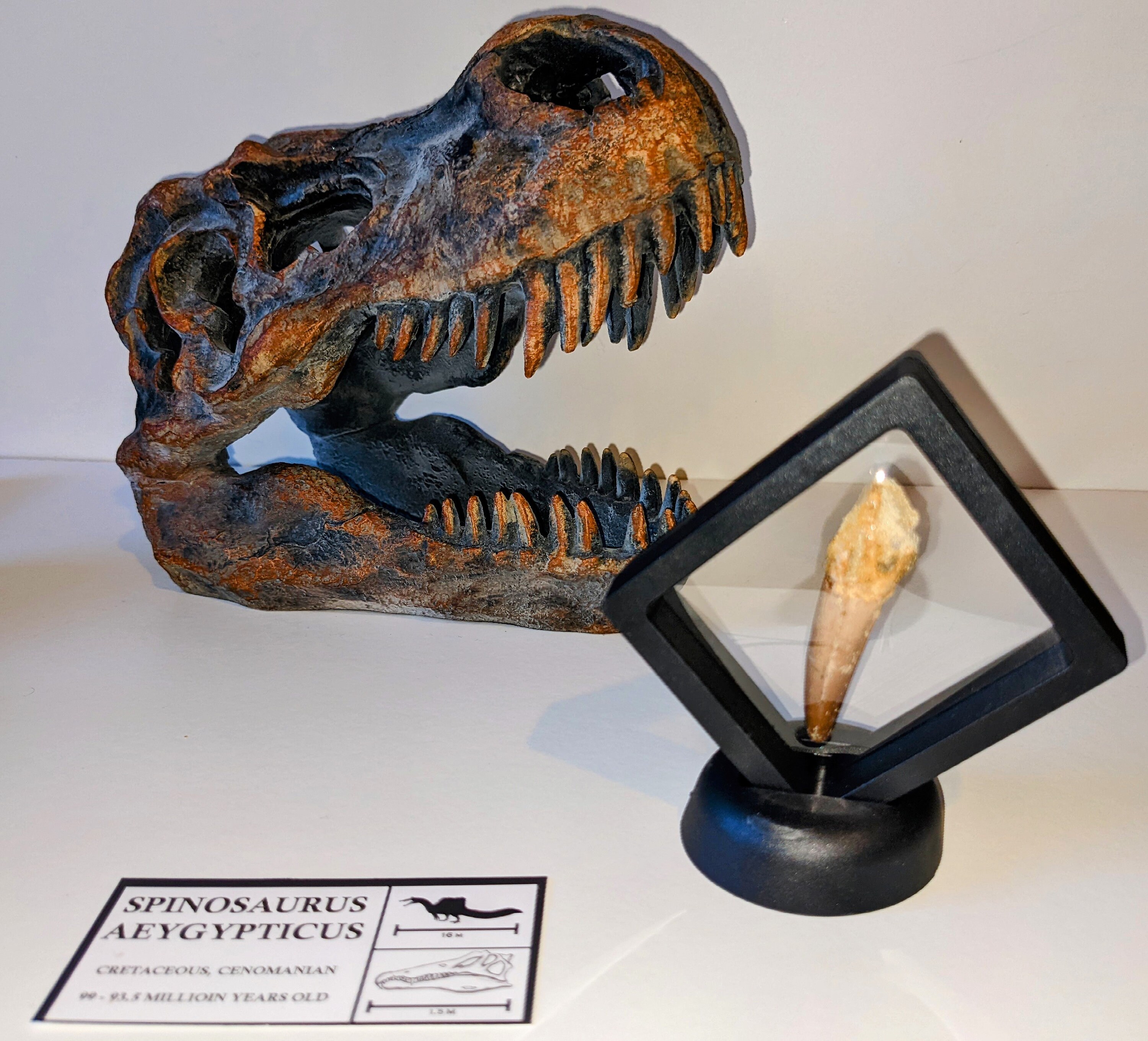 Science & Technology Crafting Paper, Party & Kids Geniune Fossil Tooth ...