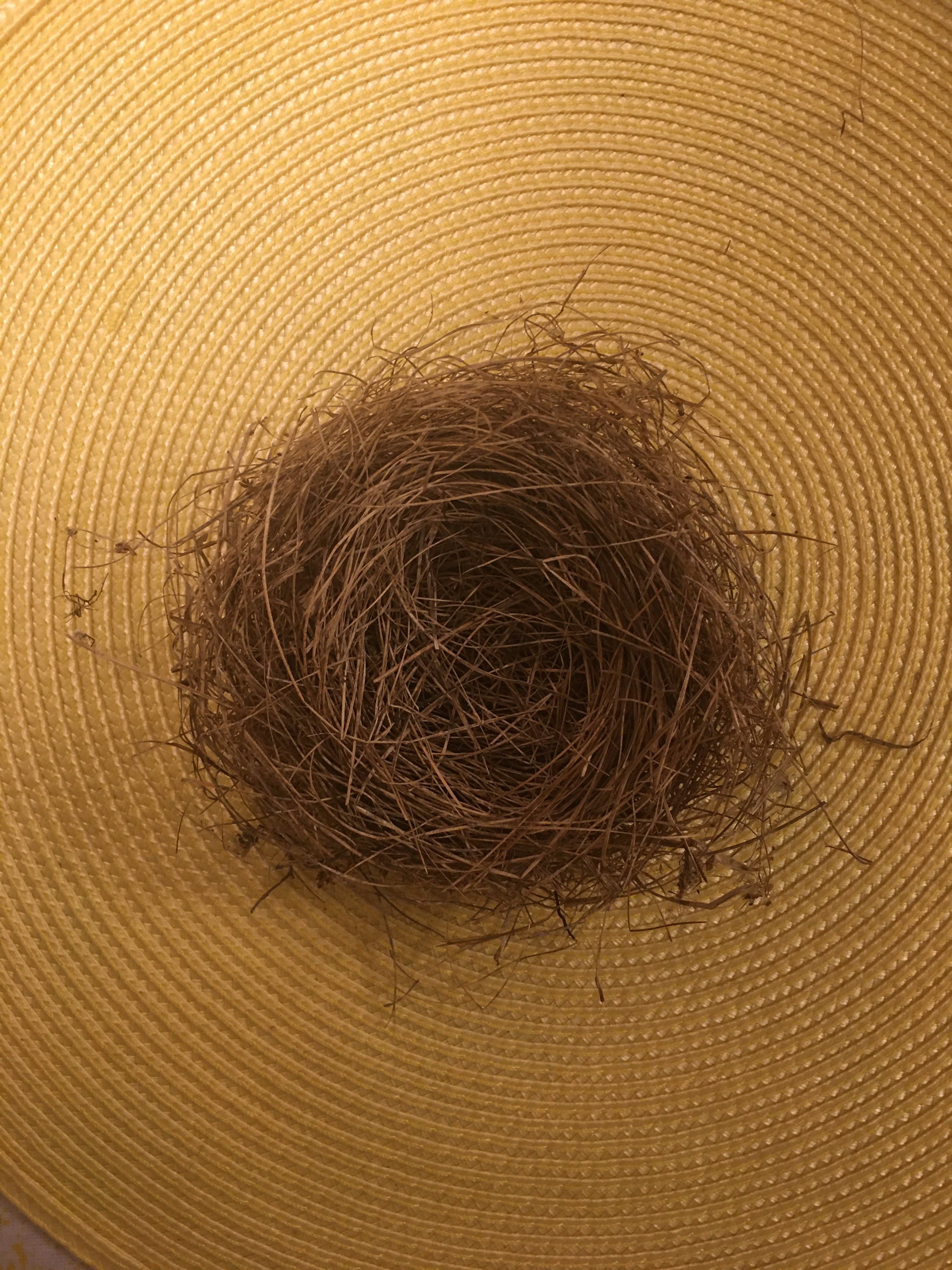 Real Birds Nest - Etsy