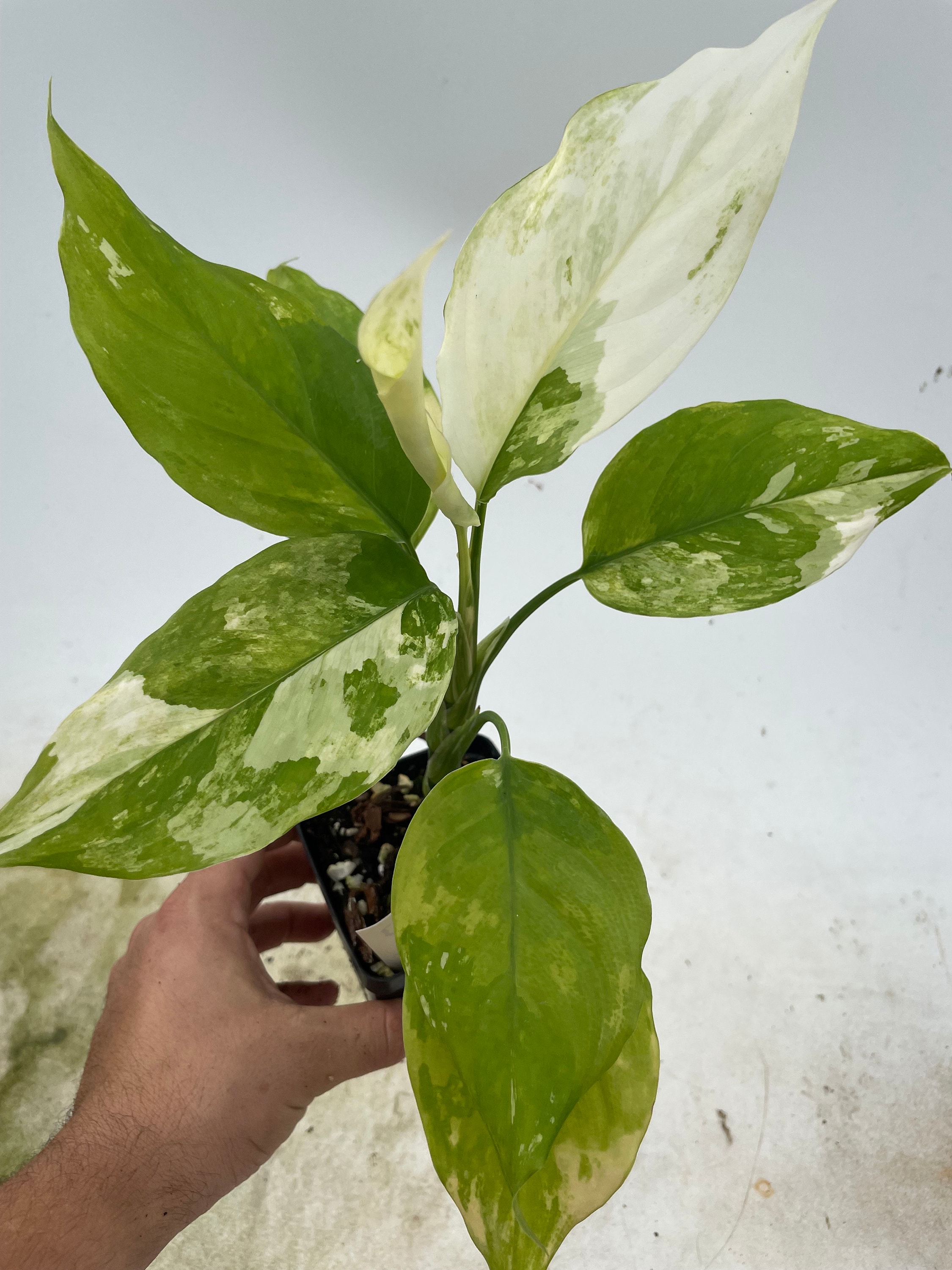 Aglaonema Modestum