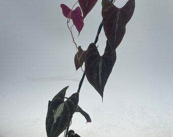 Dioscorea Discolor - Etsy