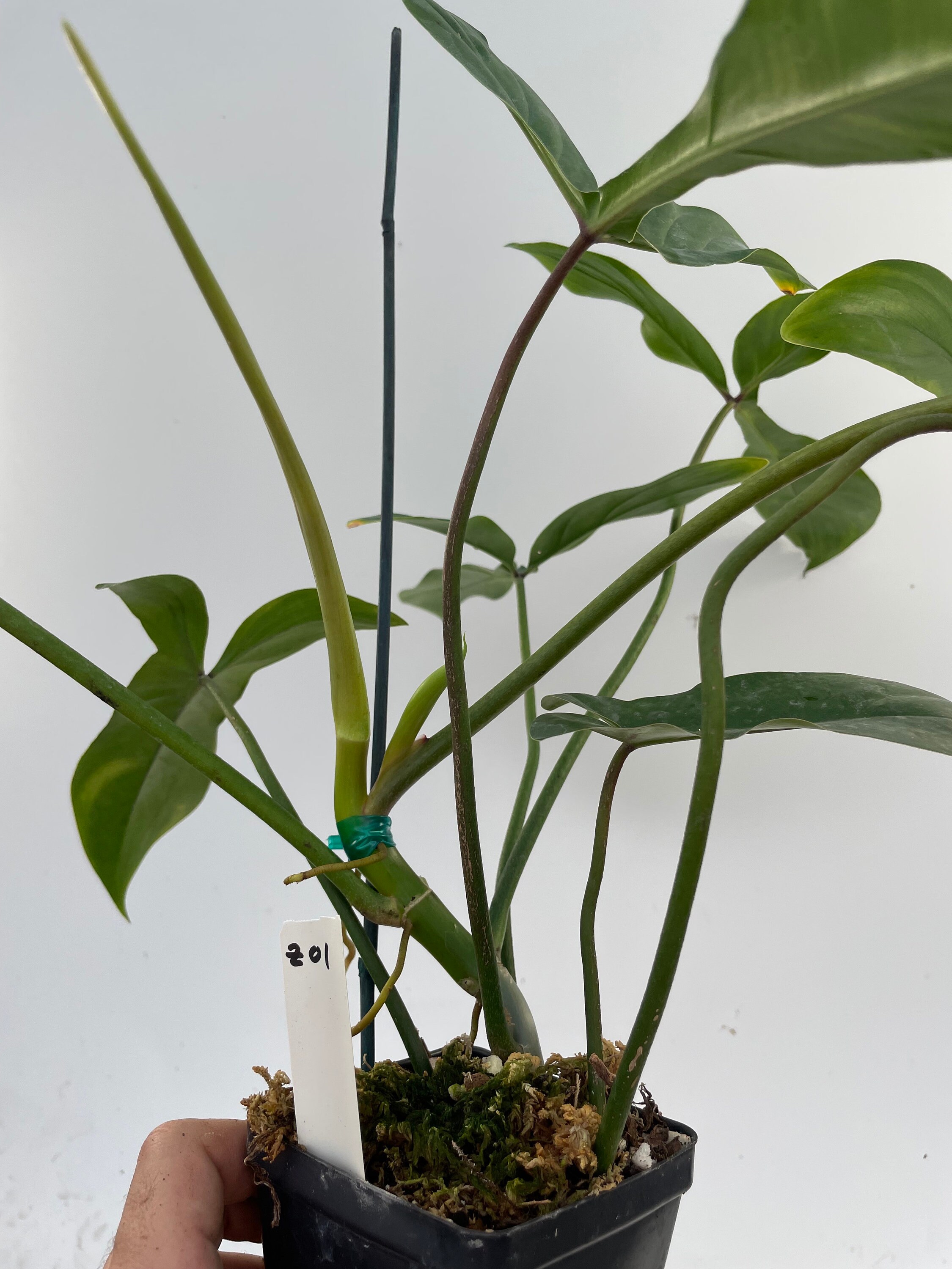 Xl Philodendron 69686. HUGE LEAVES. USA Seller. Z01 - Etsy