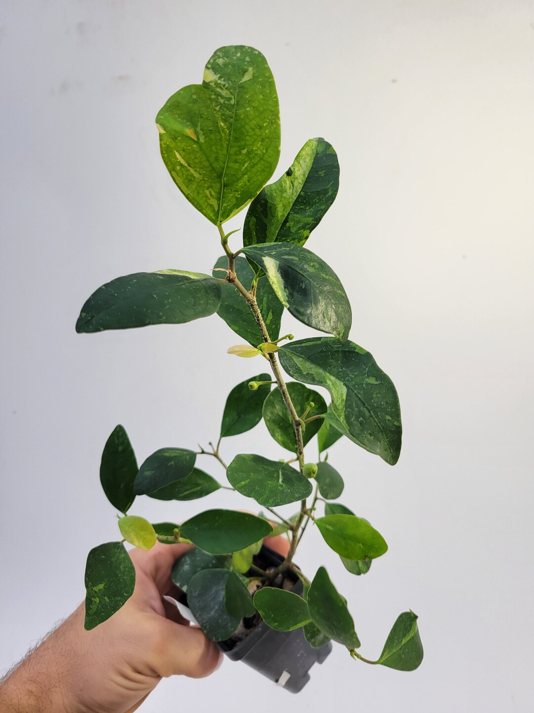 Ficus Deltoidea Variegated Leaf . RARE Epiphytic Fig k87 - Etsy
