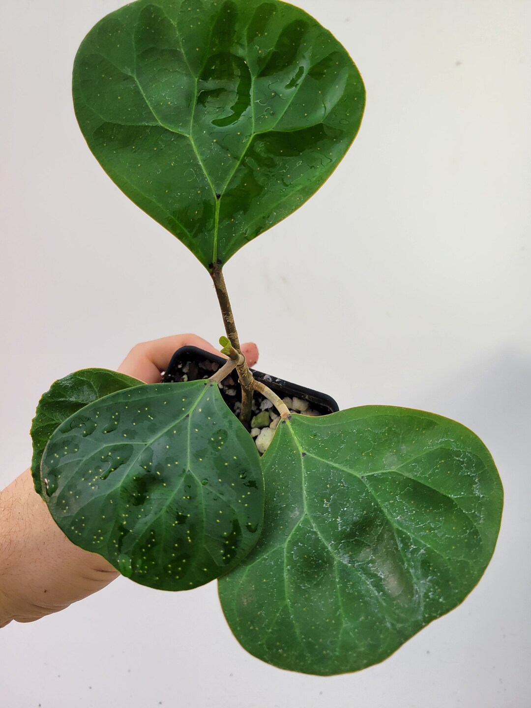 Ficus Deltoidea Xlarge Fairchild Garden Form. RARE Epiphytic Fig L15 - Etsy