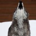 Yellowstone Wolves, Howling Wolf, Photography, Prints to Order, Home ...