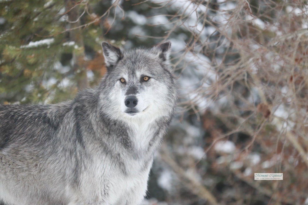 Wolf Photography Print: Yellowstone Wildlife, Winter Scene - Etsy