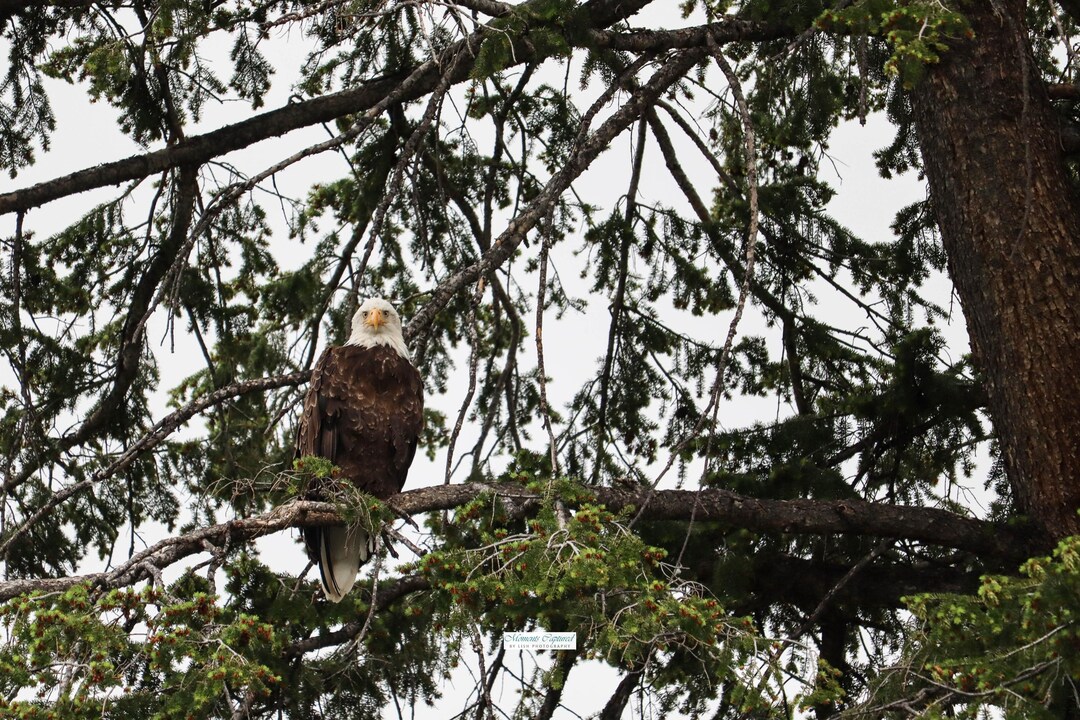 American Eagle, Bald Eagle, Helena MT Photography, Prints to Order ...