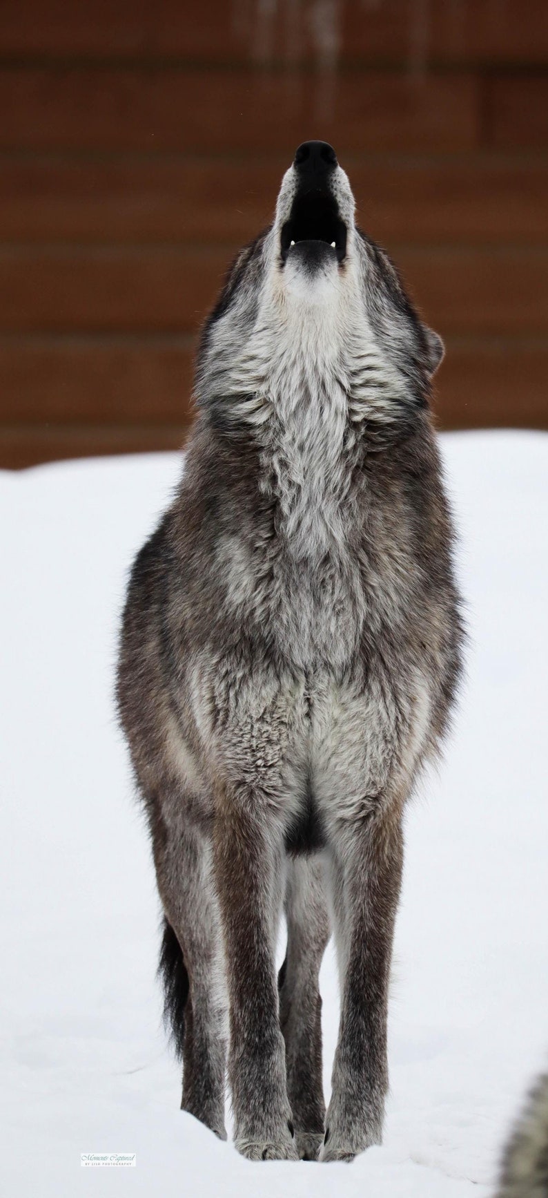 Yellowstone Wolves, Howling Wolf, Photography, Prints to Order, Home ...