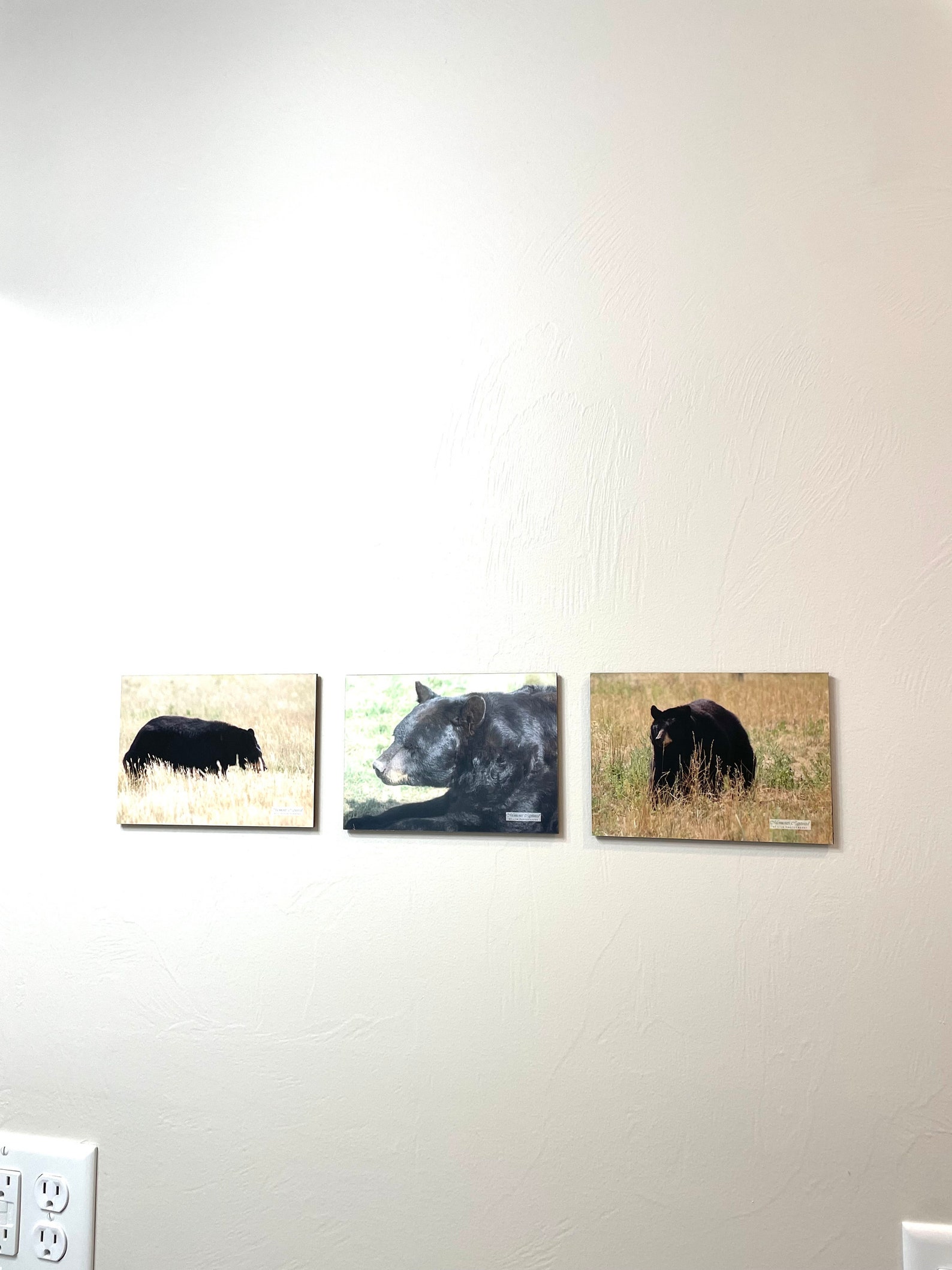 Yellowstone Wolves, Howling Wolf, Photography, Prints to Order, Home ...