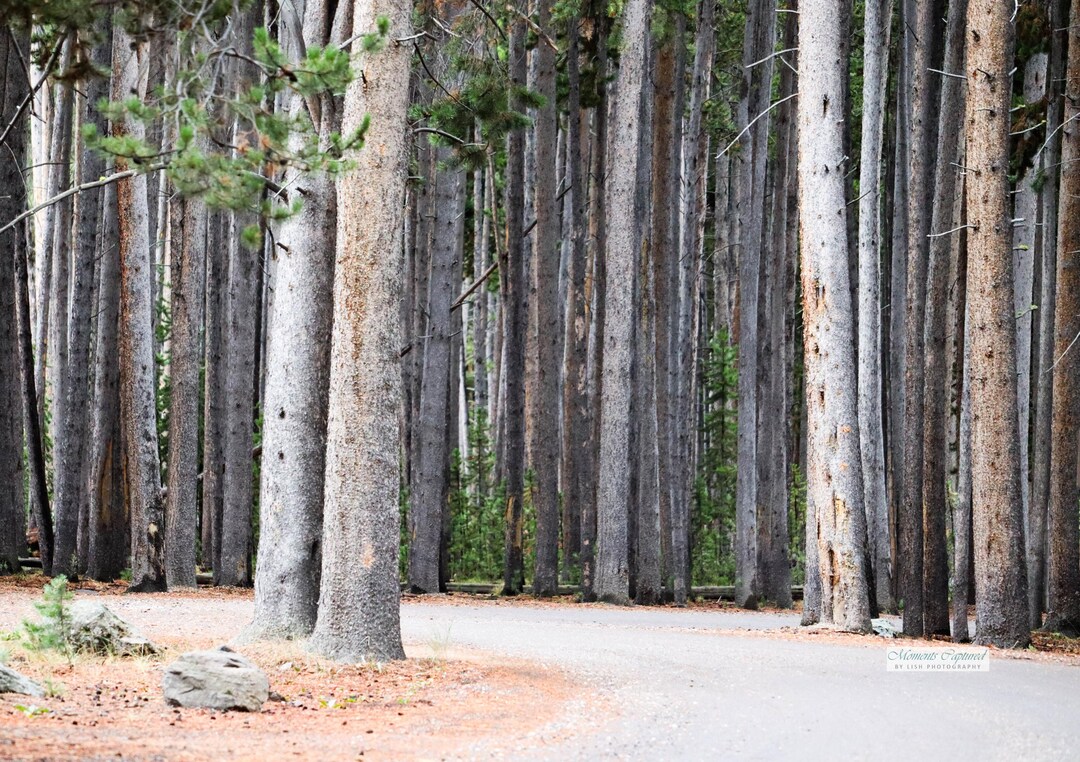 Yellowstone, Yellowstone Tree Line, Photography, Prints to Order, Home ...