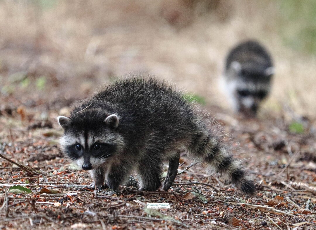 Racoon Orphans, Oregon Wildlife, Photography, Prints to Order, Home ...