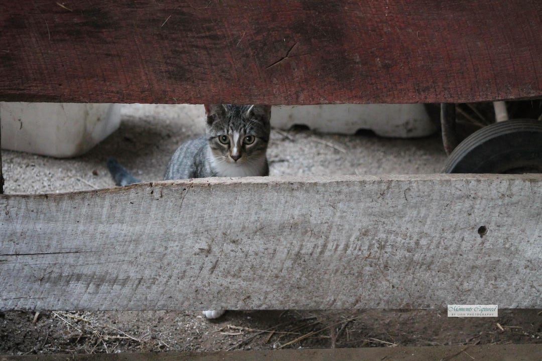 Kittens, Barn Life, Ranch, Cats, Photography, Prints to Order, Home ...
