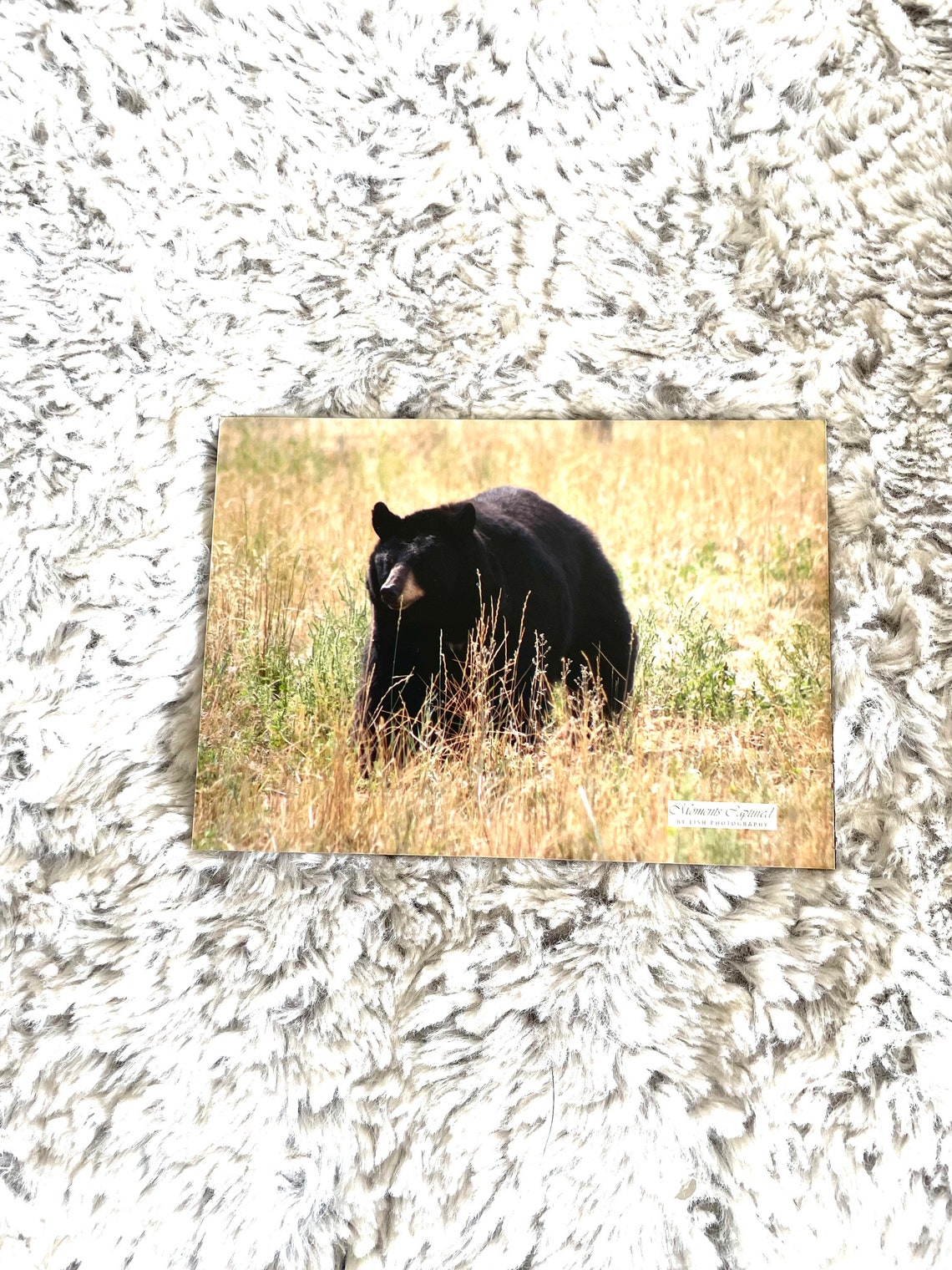 Yellowstone Wolves, Howling Wolf, Photography, Prints to Order, Home ...