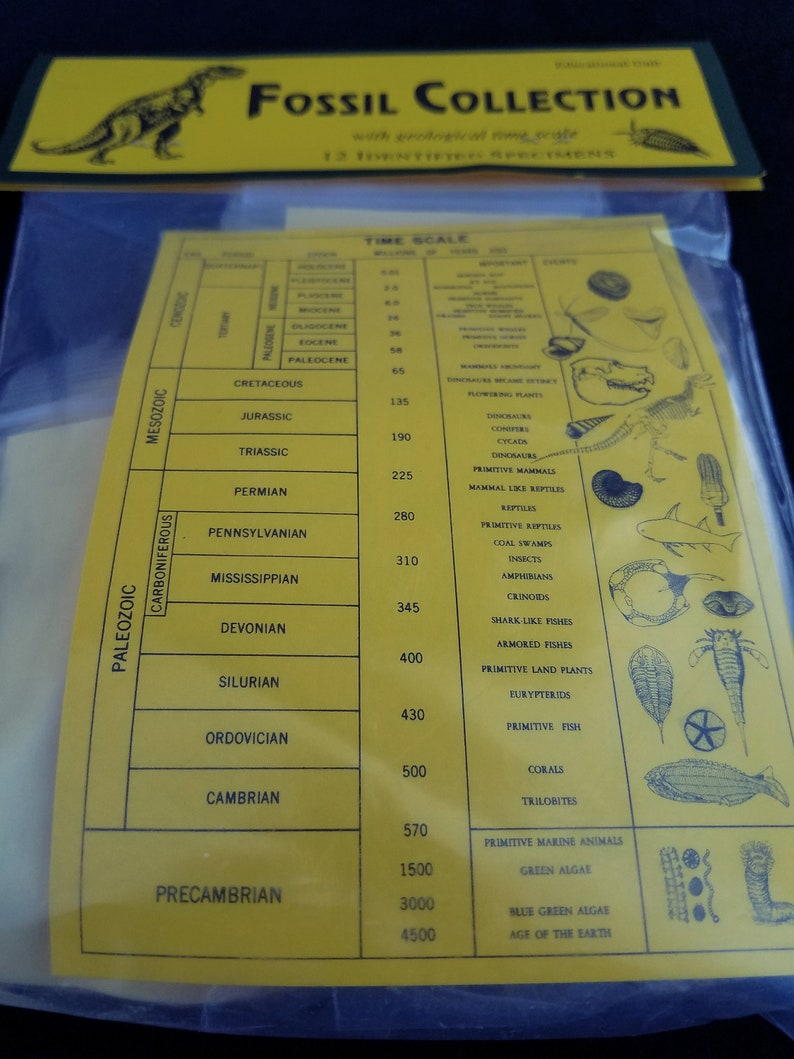 Fossil Collection Kit - Etsy