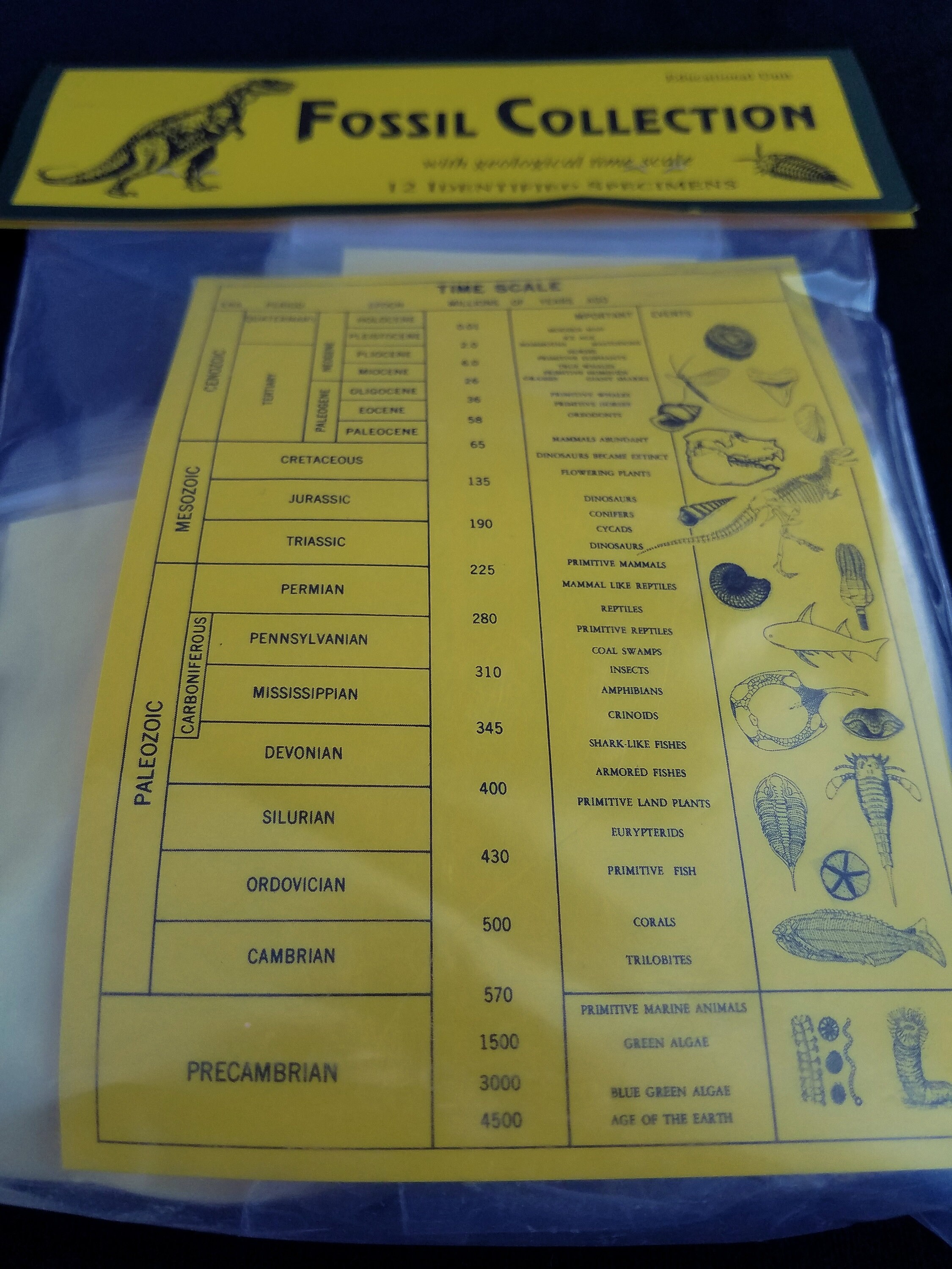 Fossil Collection Kit - Etsy