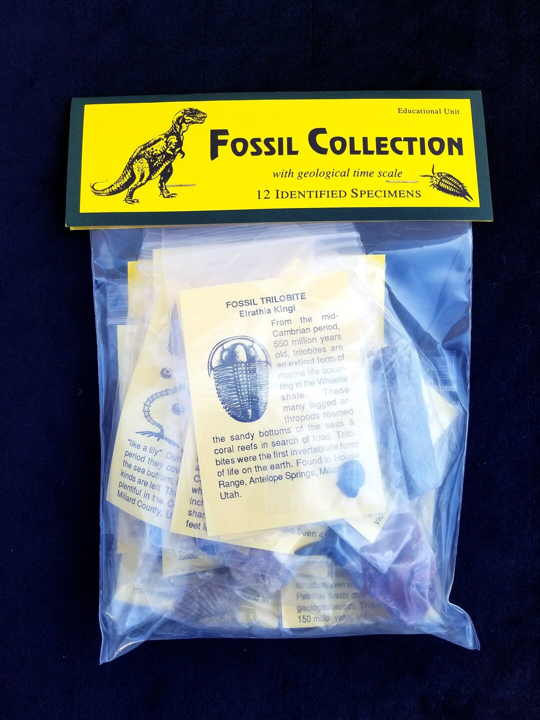 Fossil Collection Kit - Etsy