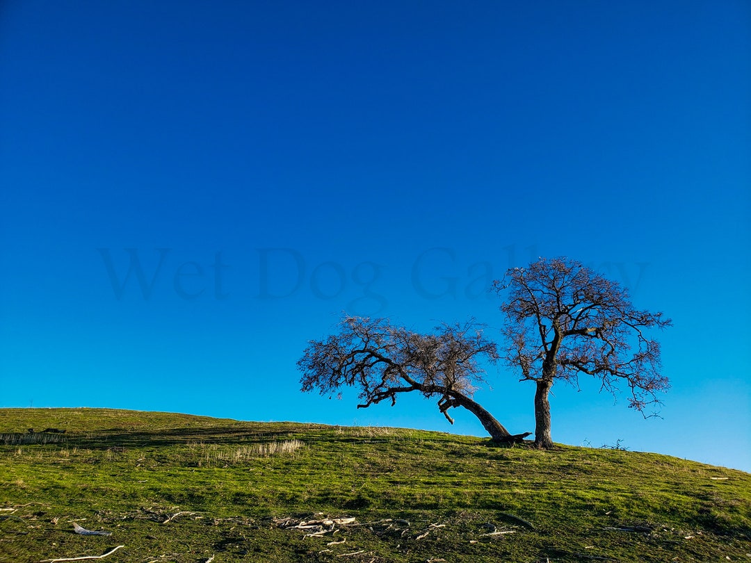 Oak Tree *digital Download* - Etsy