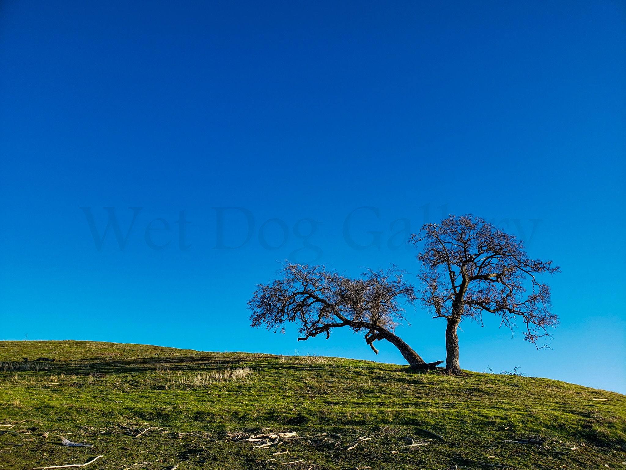 Oak Tree *digital Download* - Etsy