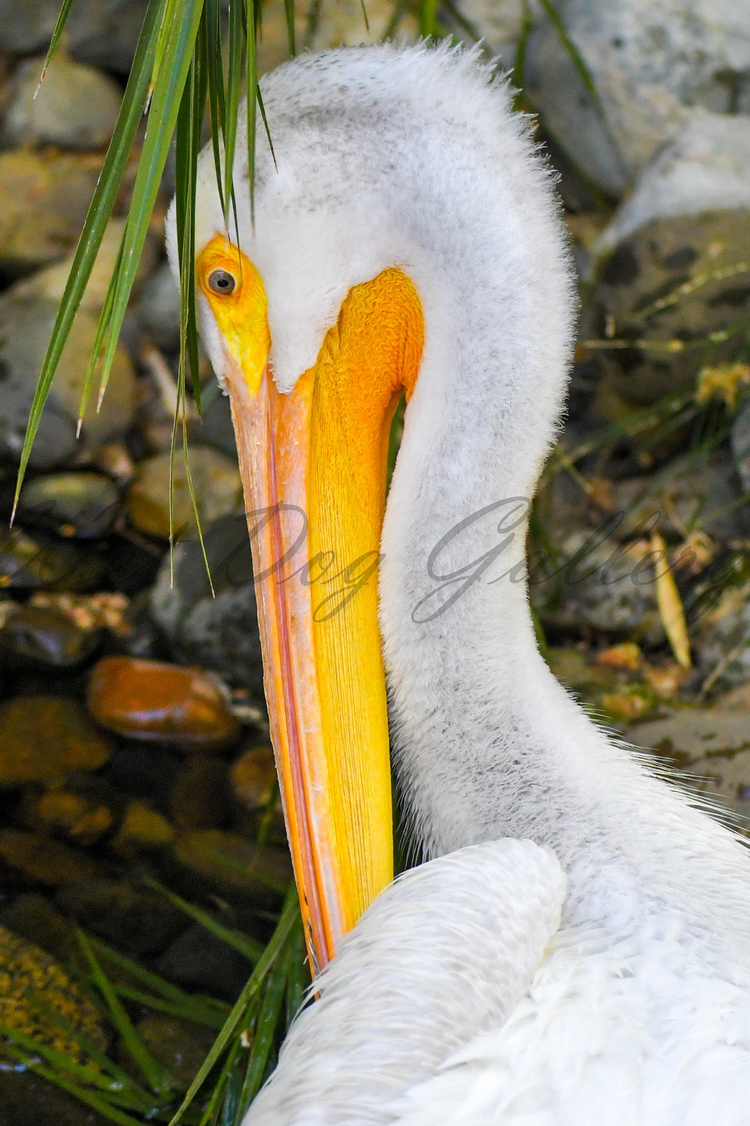 Pelican *digital Download* - Etsy