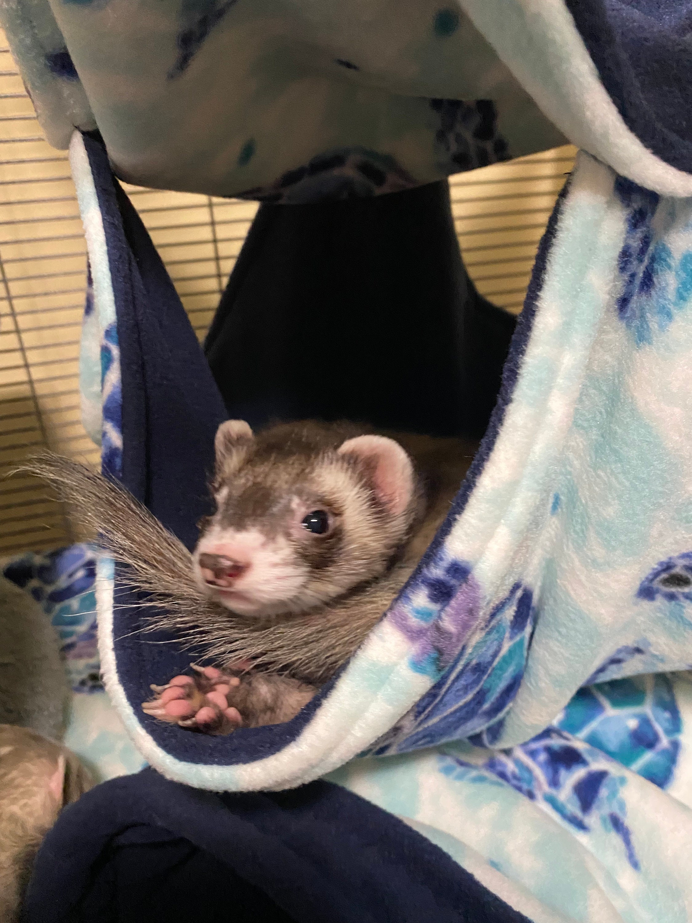 Fleece Honeycomb Hammocks for Ferrets Rats Chinchillas and - Etsy