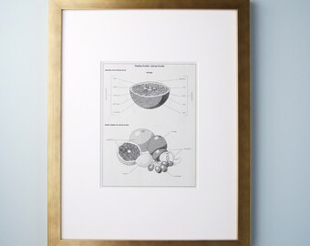 Citrus Fruit Stencil - Etsy