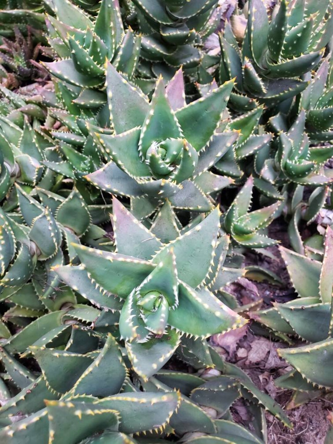 Aloe Distans - Jeweled Aloe Cuttings - Etsy