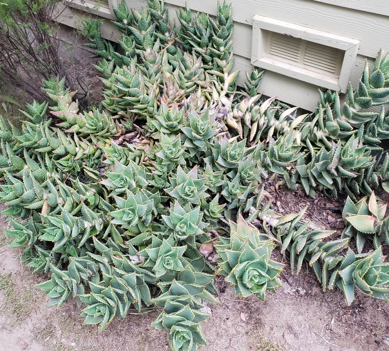 Aloe Distans - Jeweled Aloe Cuttings - Etsy