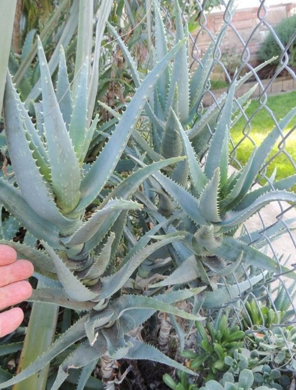 Aloe 'California' California Aloe 1 Gallon Plants | Etsy