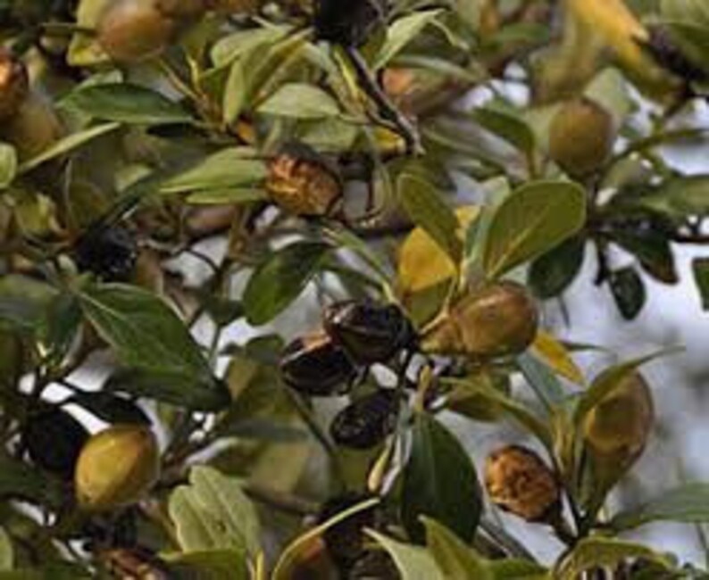 Lagunaria Patersonia Norfolk Island Hibiscus Primrose Tree - Etsy