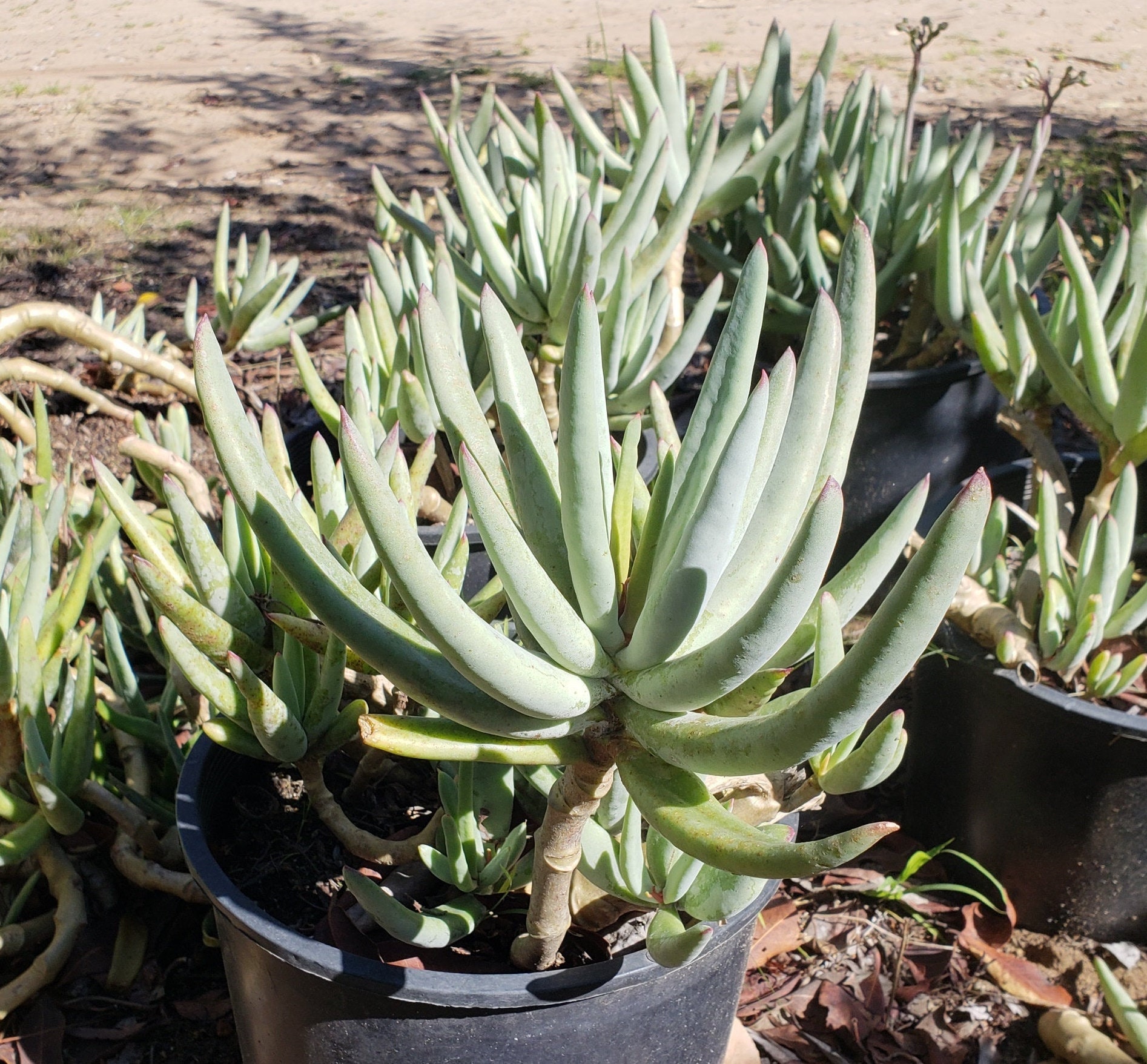Cotyledon Orbiculata Var. Oblonga 'flavida' - Finger Aloe - 3 Cuttings ...