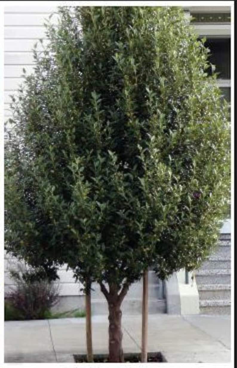 Lagunaria Patersonia Norfolk Island Hibiscus Primrose Tree - Etsy