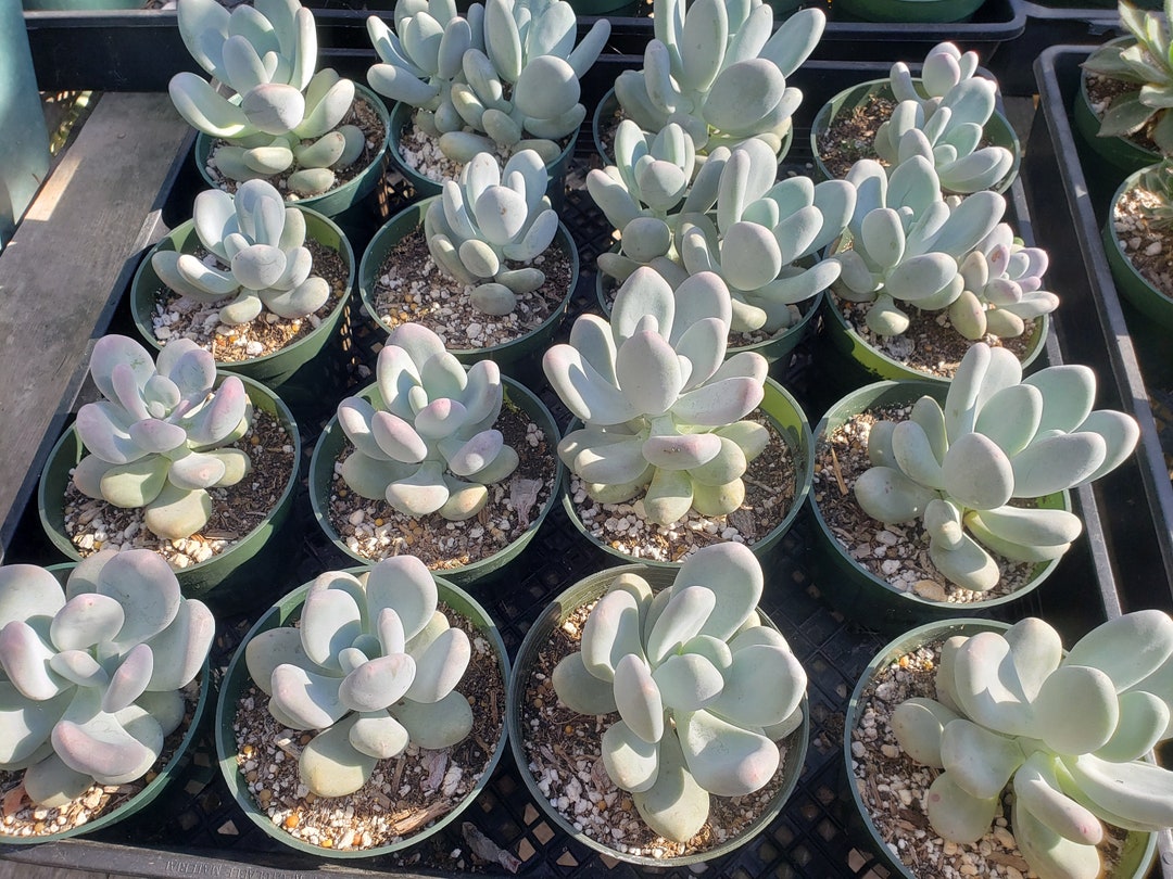 Pachyphytum Oviferum - Pearly Moonstone in 4 Inch Pots - Etsy