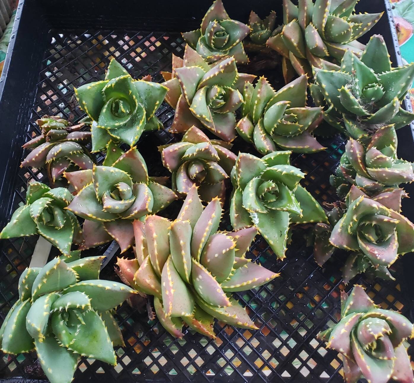 Aloe Distans - Jeweled Aloe Cuttings - Etsy