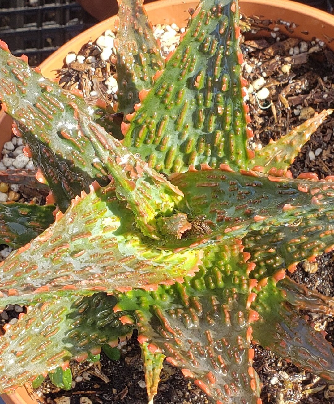 Aloe 'viper' - Hybrid Aloe Viper in 6 Inch Pots - Etsy