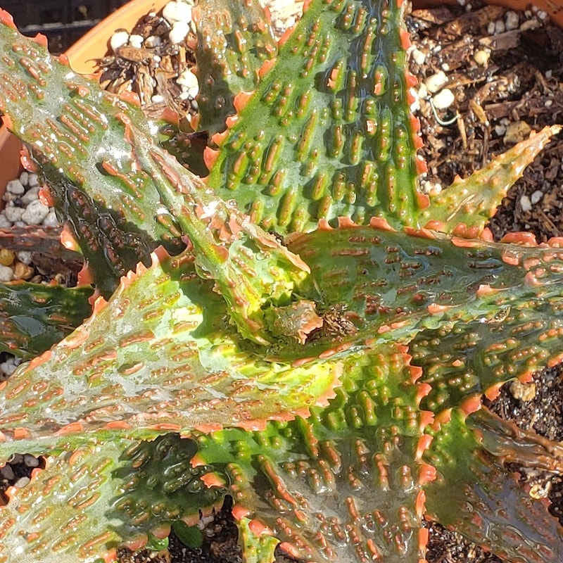 Aloe Hybrid - Etsy