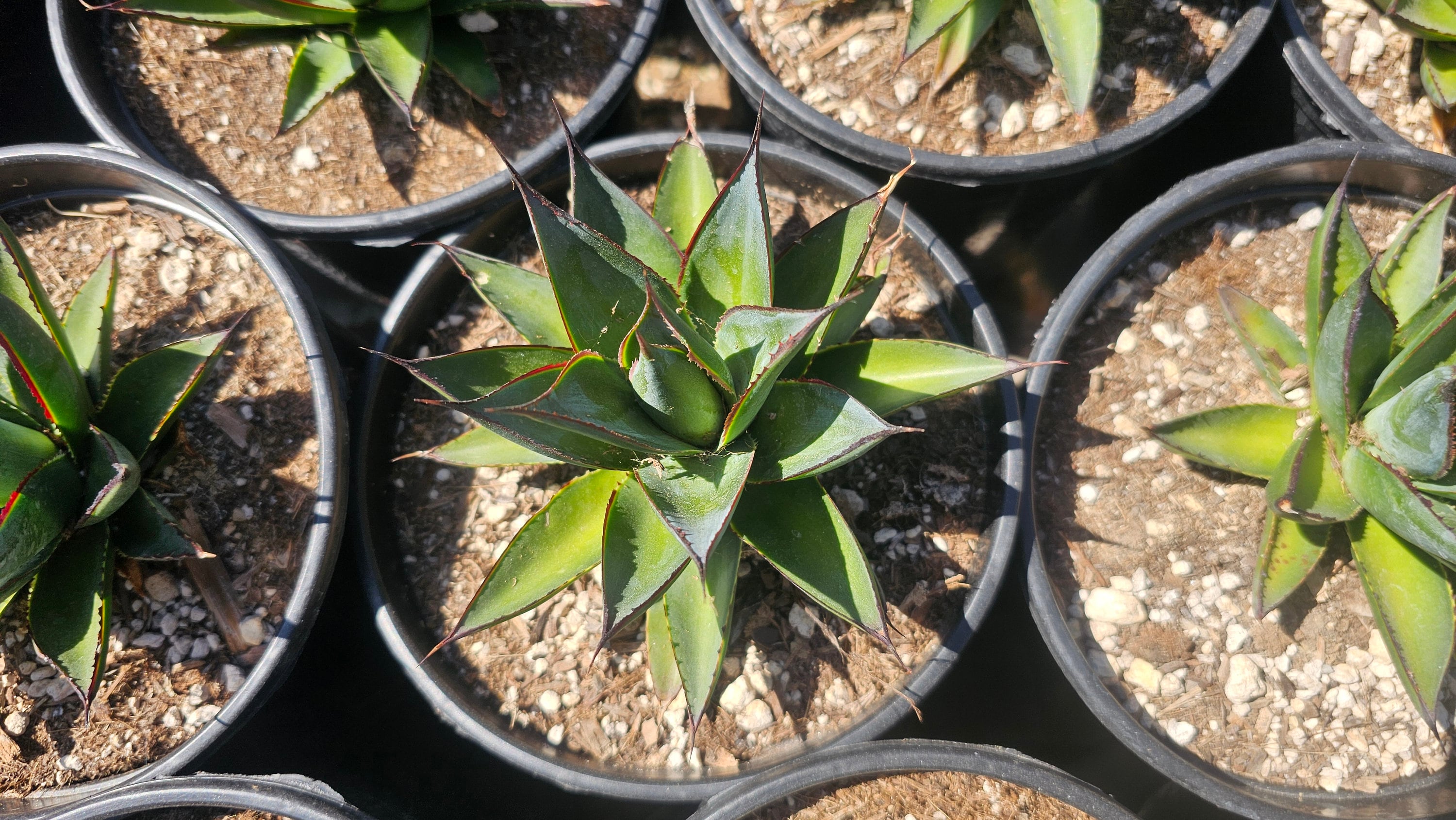 Agave 'blue Glow' 1 Gallon Pot - 5-6 Inches - Etsy