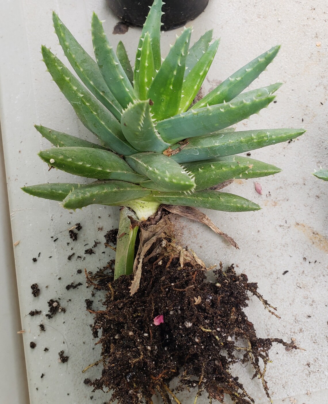 Aloe Brevifolia Short-leaved Aloe 4 Inch Pot - Etsy