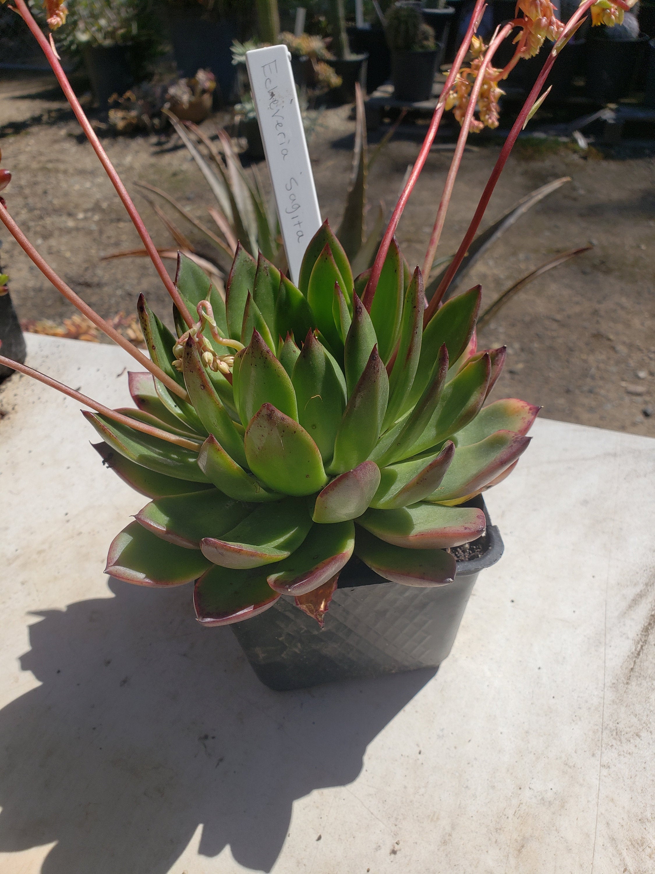 Echeveria Sagita Mexican Hens and Chicks 4 Inch Pots | Etsy