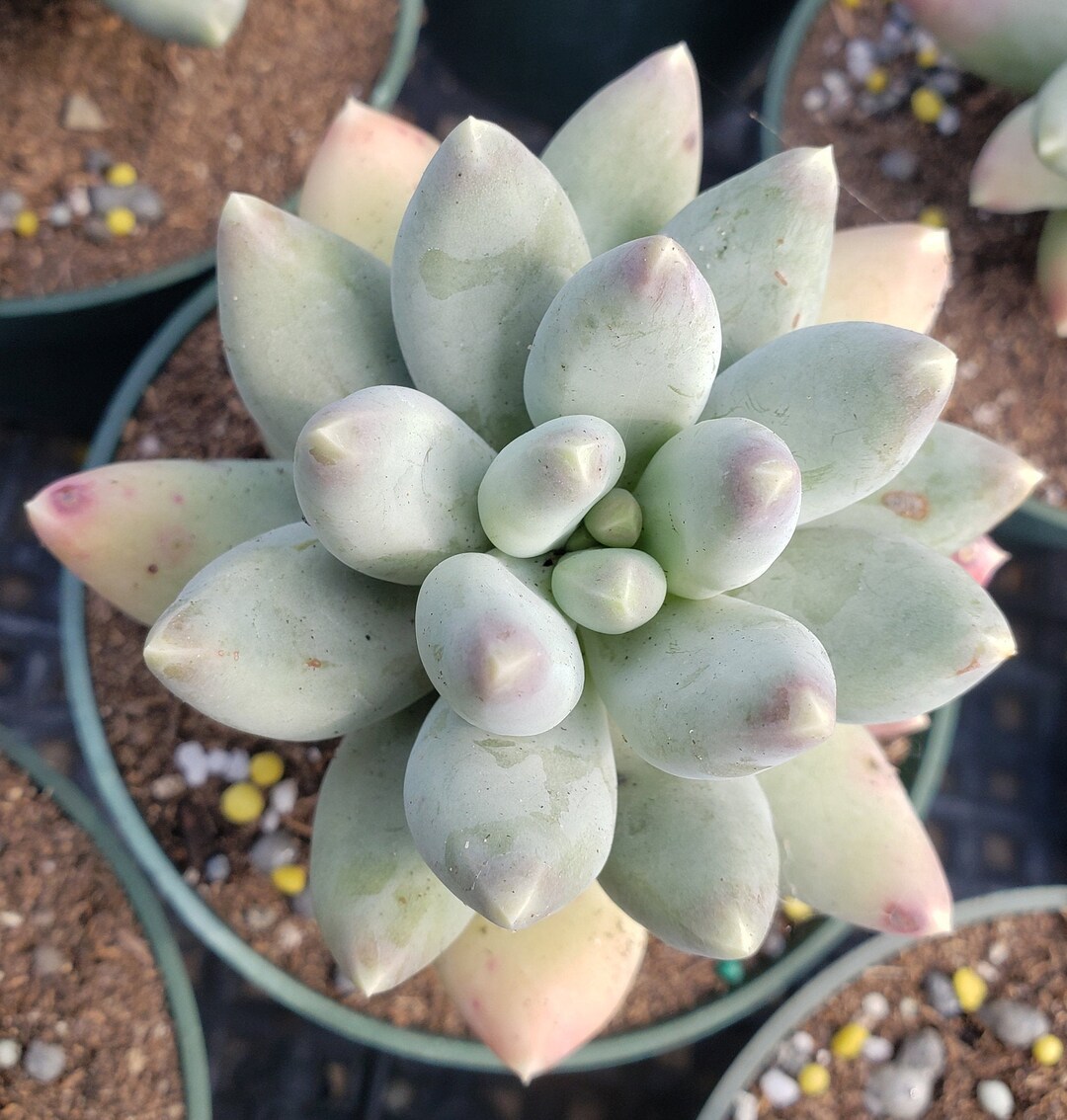 Pachyphytum 'hookerii' - 4 Inch Pots - Etsy