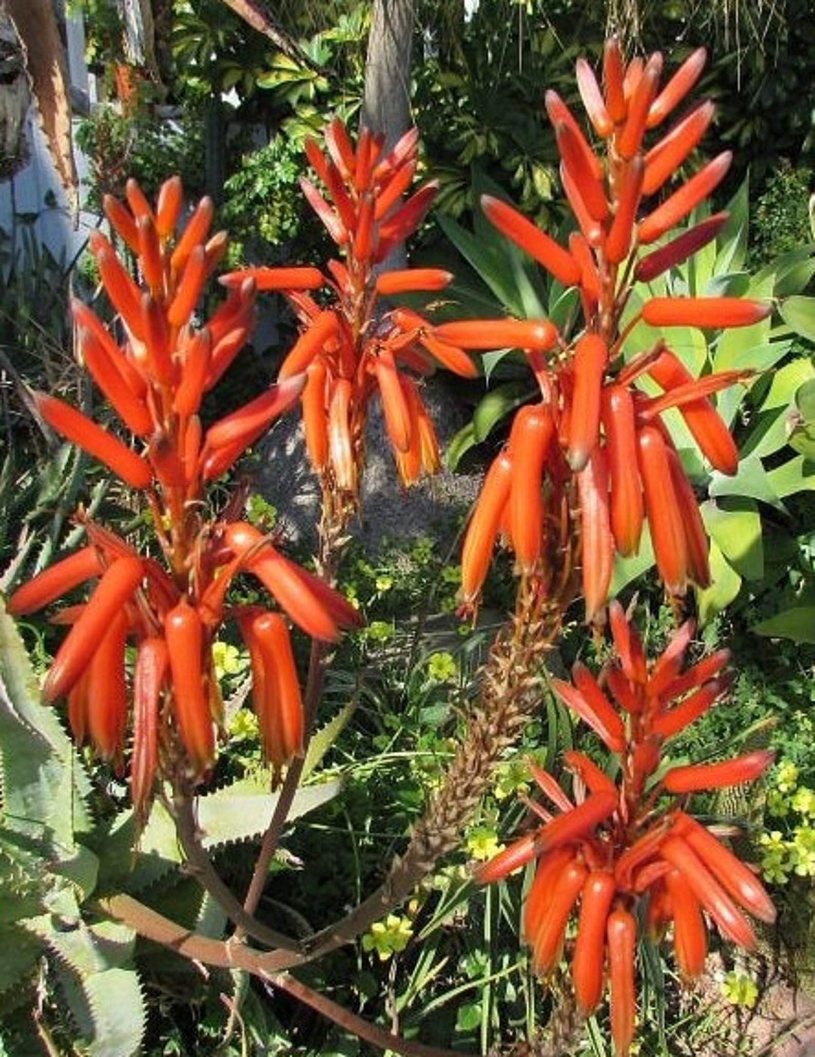 Aloe 'california' California Aloe 1 Gallon Plants - Etsy