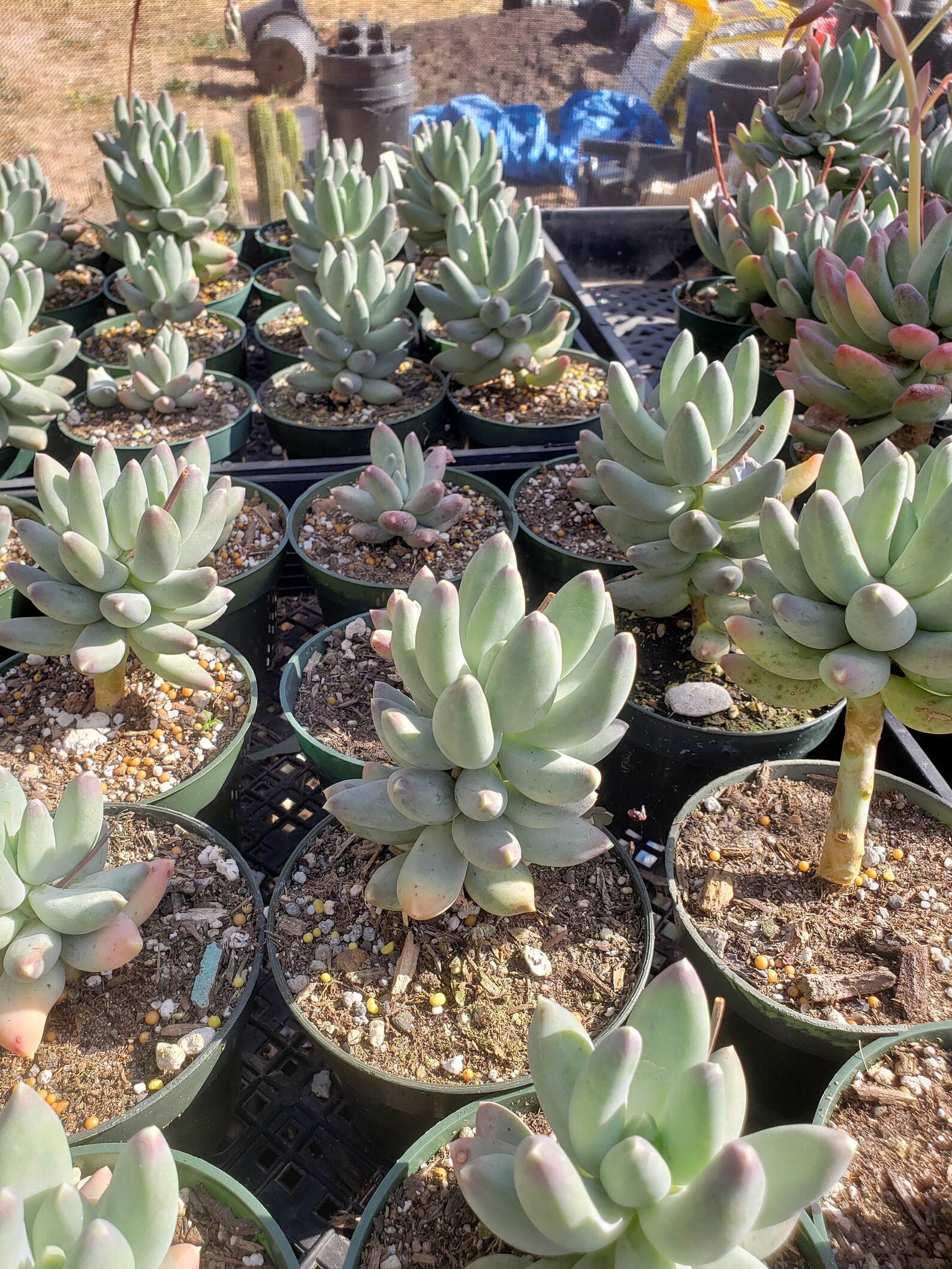Pachyphytum 'hookerii' - 4 Inch Pots - Etsy