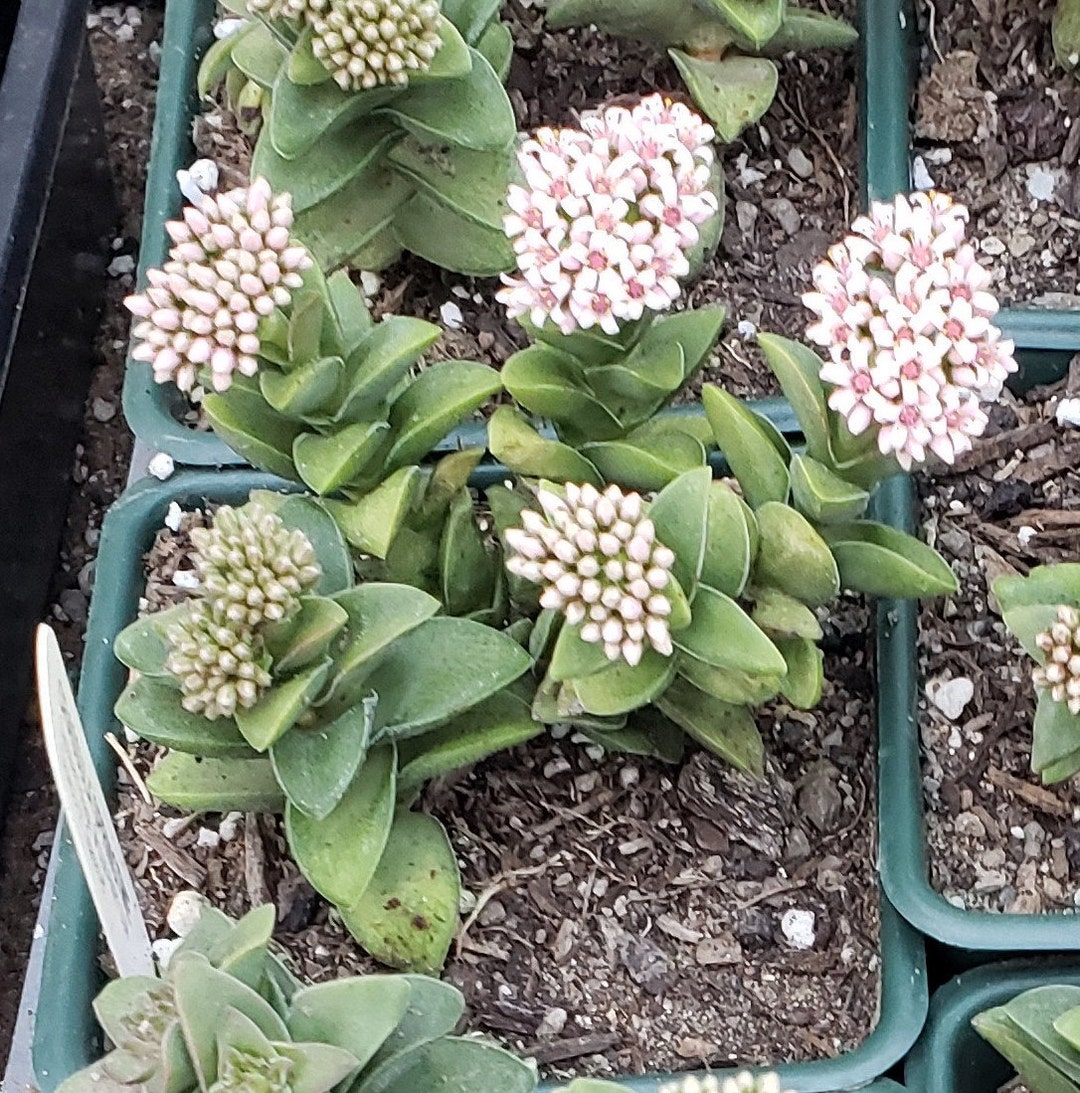 Crassula 'springtime' in 4 Inch Pots - Etsy