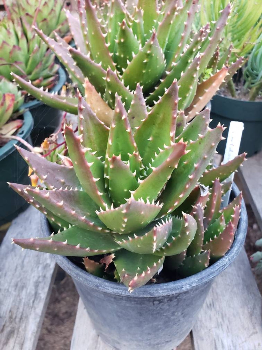 Aloe Nobilis Gold Tooth