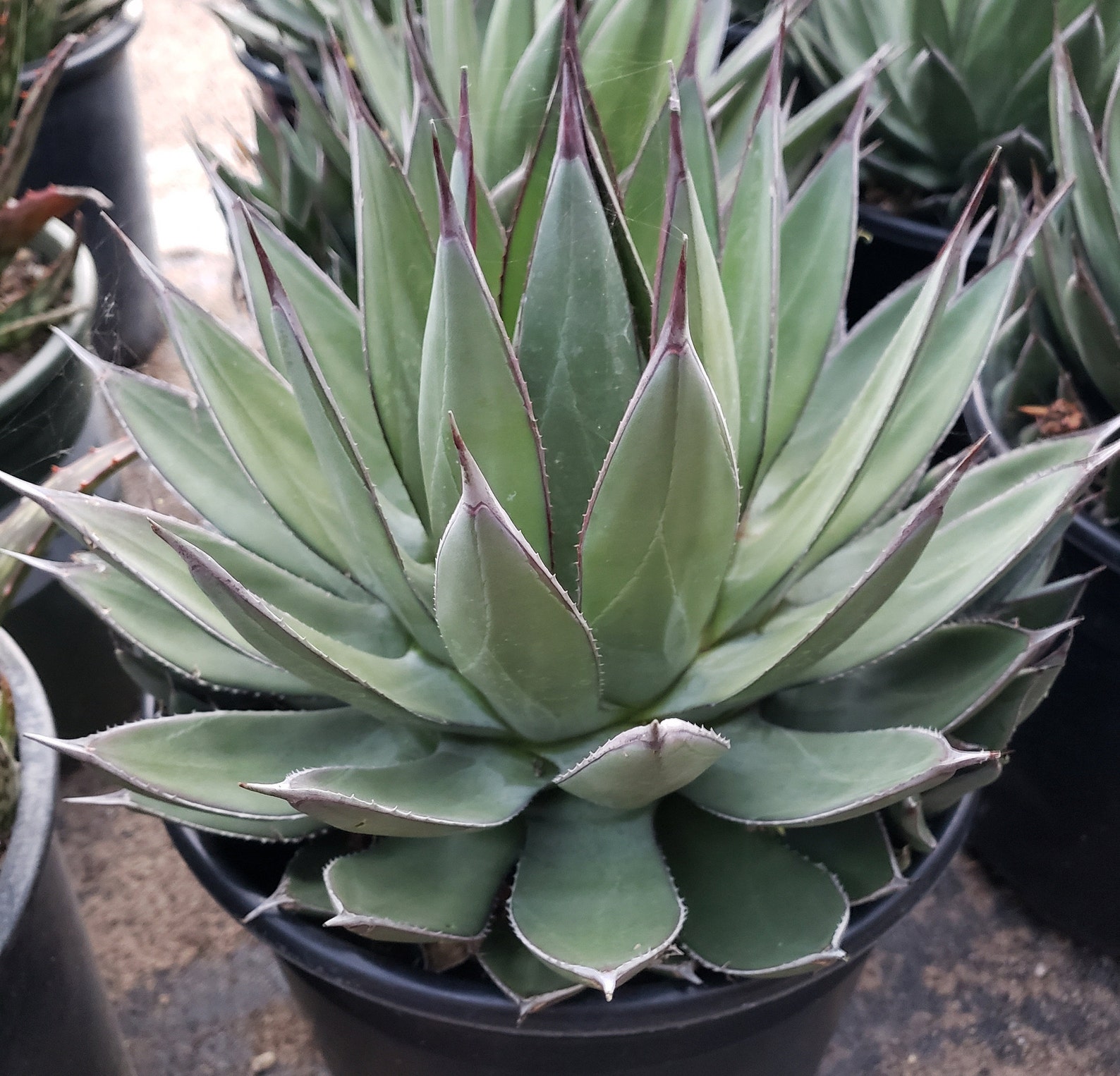 Agave 'Blue Emperor' 2 Gal Pots | Etsy