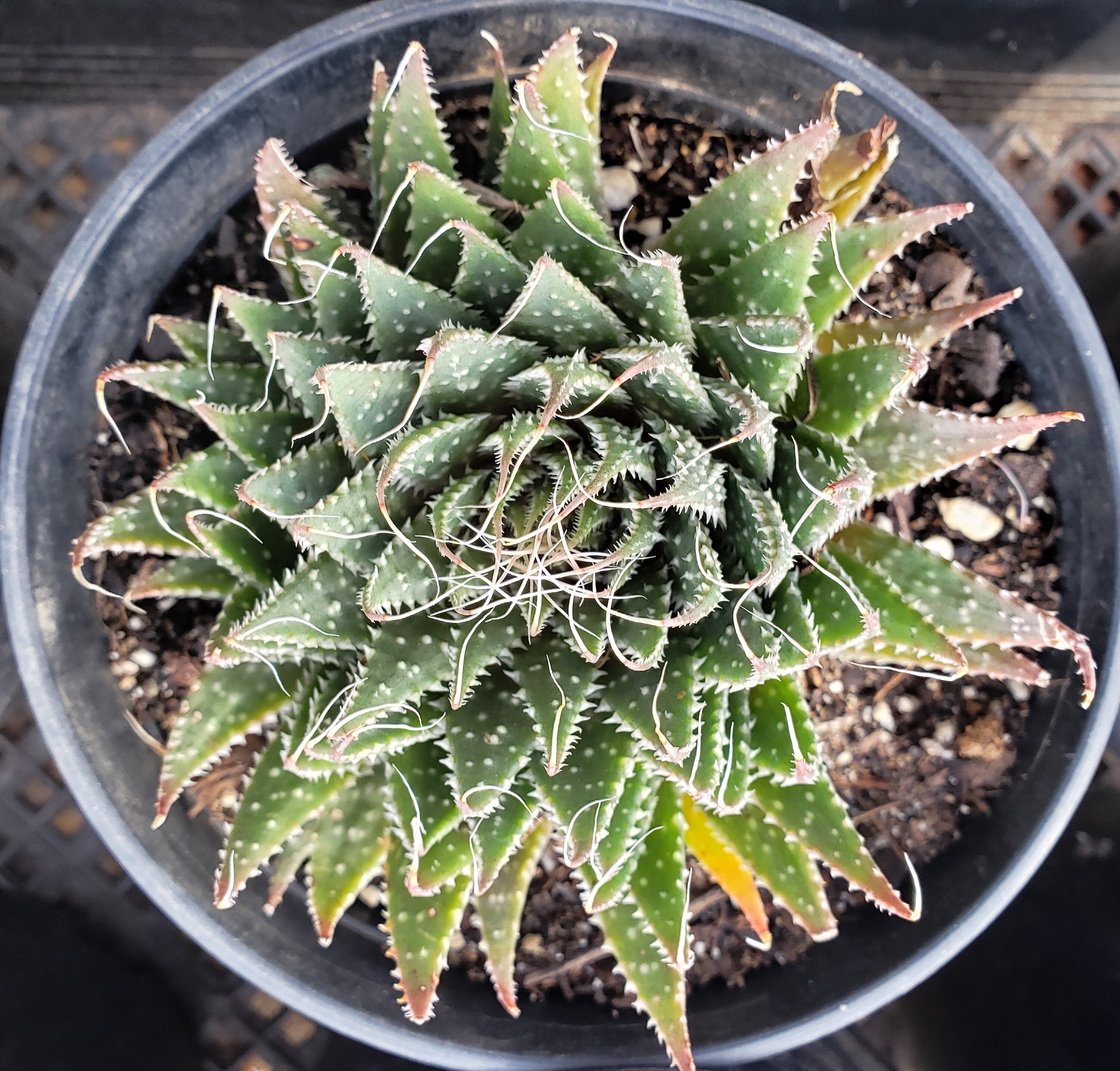 Lace Aloe