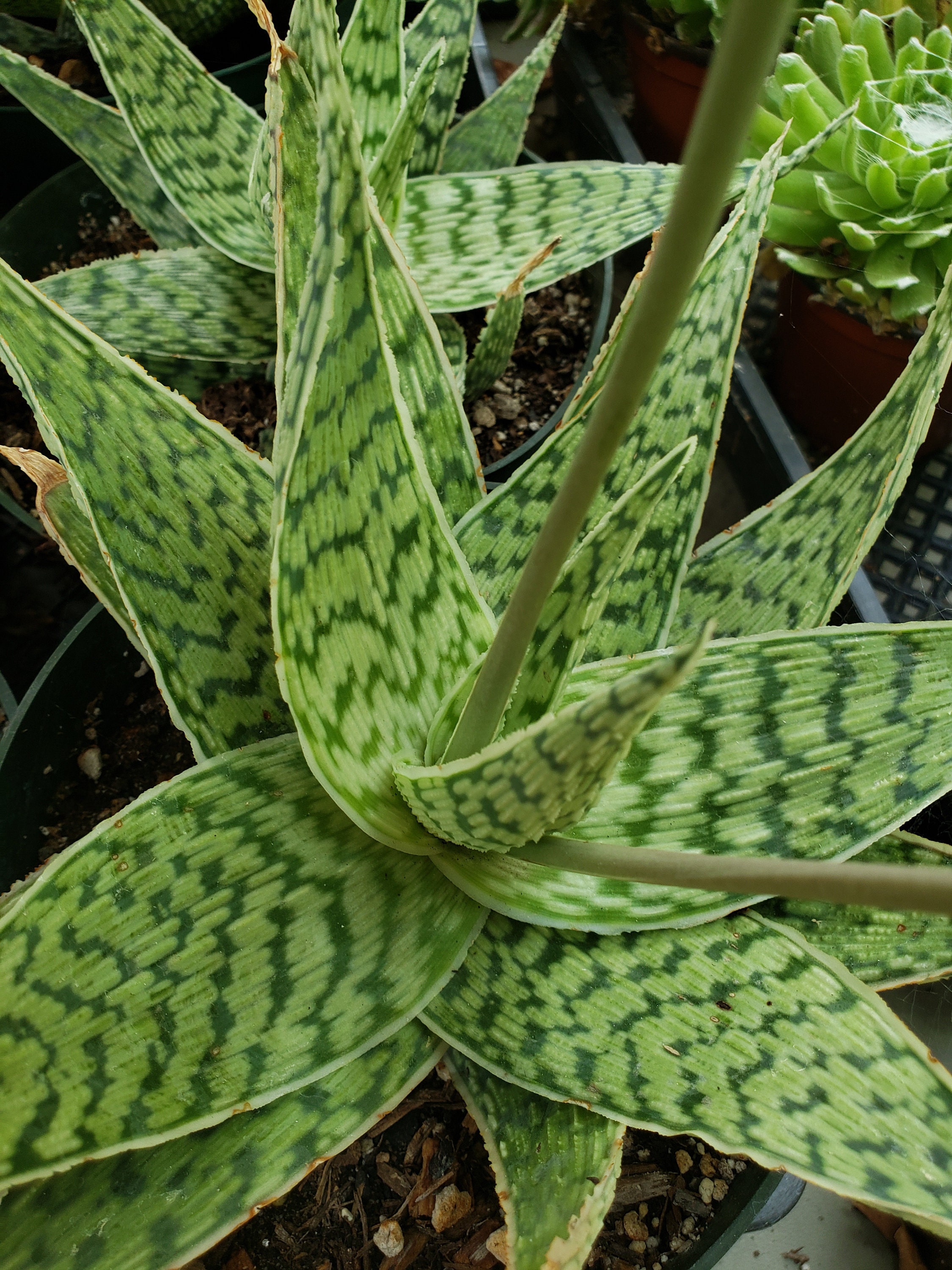 Aloe 'Delta Lights' Delta Lights Aloe 4 inch pot - Etsy.de